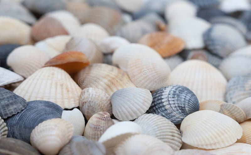Seashells. Mollusk shells stock photo. Image of seashore - 172412656