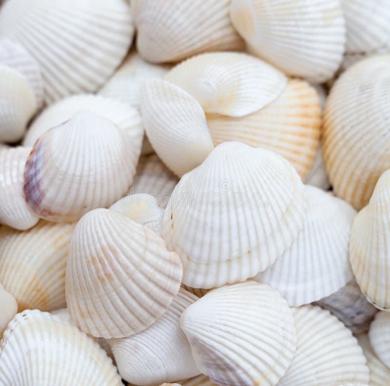 Seashells. Mollusk shells stock image. Image of conch - 149330139