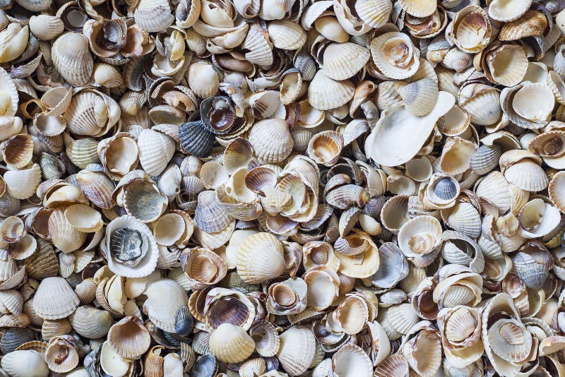 Seashells on Ocean Sea Beach Pattern Texture Stock Photo - Image of ...