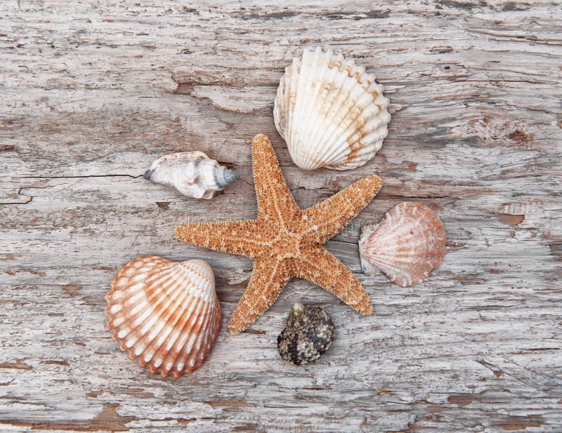 Seashells on the Old Weathered Wood Stock Photo - Image of design ...