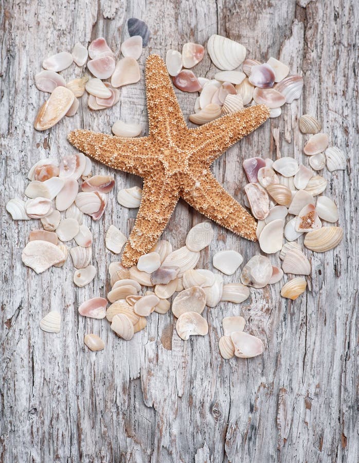Seashells on the Old Weathered Wood Stock Image - Image of space, gear ...