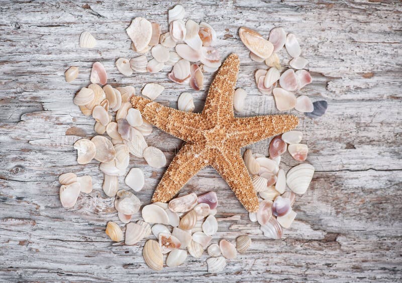 Seashells on the Old Weathered Wood Stock Photo - Image of shells ...