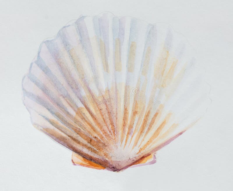 Seashells Painted in Watercolor on a White Background. Stock Photo ...