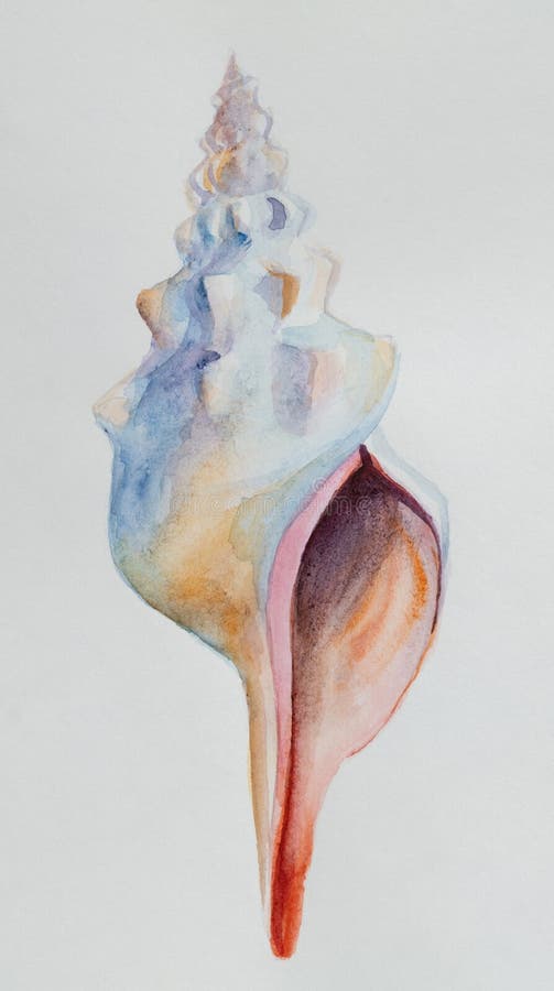 Seashells Painted in Watercolor on a White Background. Stock ...