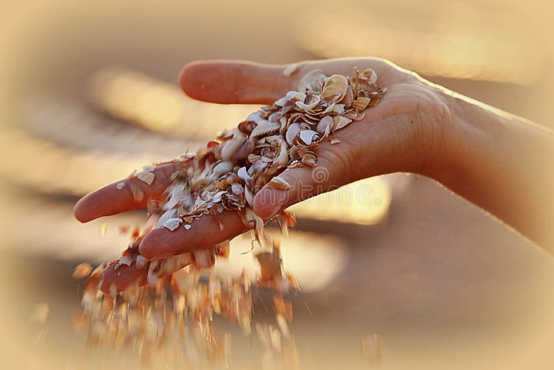 Seashells on the palm. stock image. Image of placer, seashells - 58929001