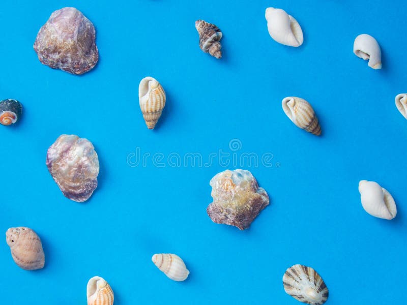 Seashells Pattern Empty Frame on White Background Isolated Close Up ...