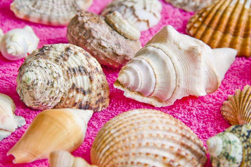Seashells stock photo. Image of seashells, colorful, cloth - 42915922