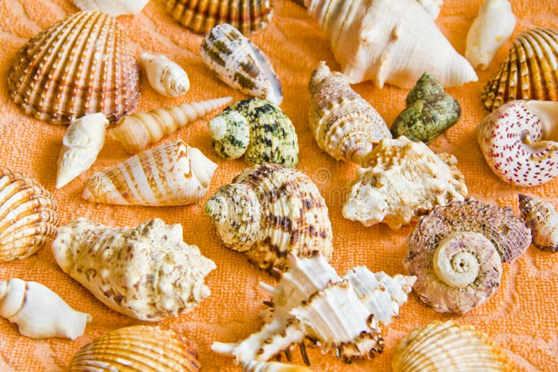 Seashells stock image. Image of color, starfish, seashells - 42916183