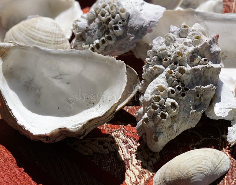 Seashells stock image. Image of fresh, oyster, hoodcanal - 71209751