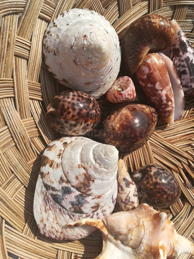 Seashells Placed on Woven Basket Stock Photo - Image of coral, leaves ...