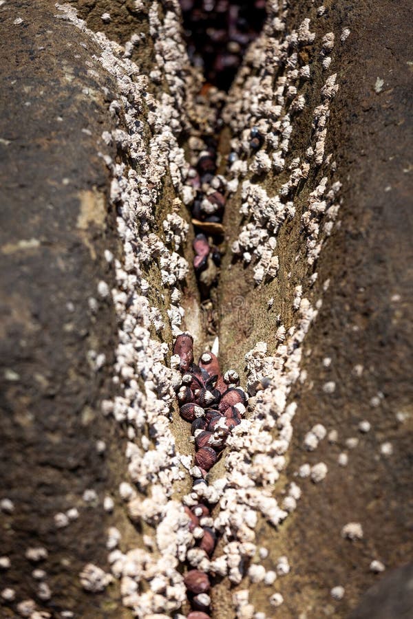 Seashells and Polyps between Stones Over Water. Stock Image - Image of ...