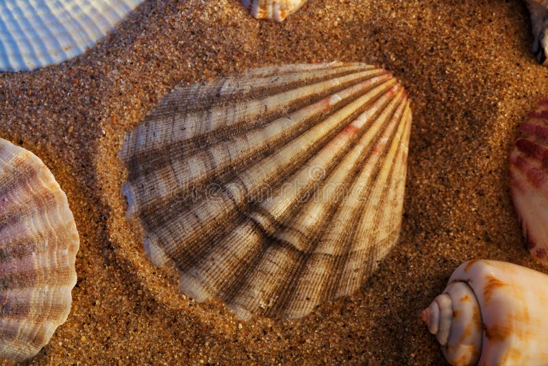Seashells stock photo. Image of seashells, life, marine - 59104774