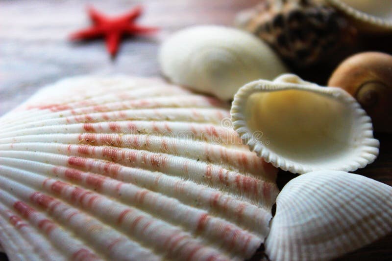 Seashells stock image. Image of decorations, seashells - 82703511