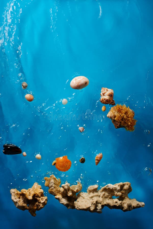 Seashells, Reef and Stones in Bright Blue Ocean Water Stock Image ...