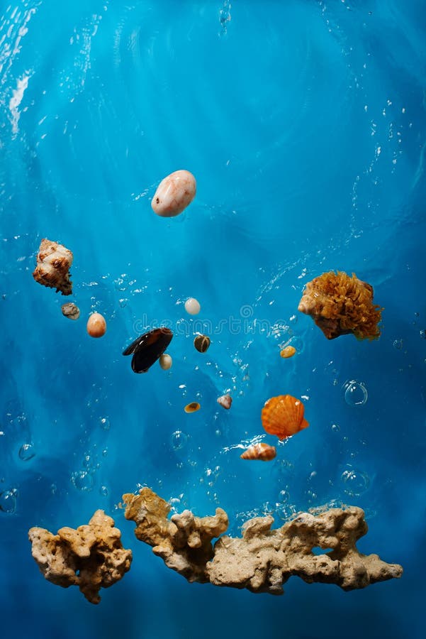 Seashells, Reef and Stones in Bright Blue Ocean Water Stock Image ...