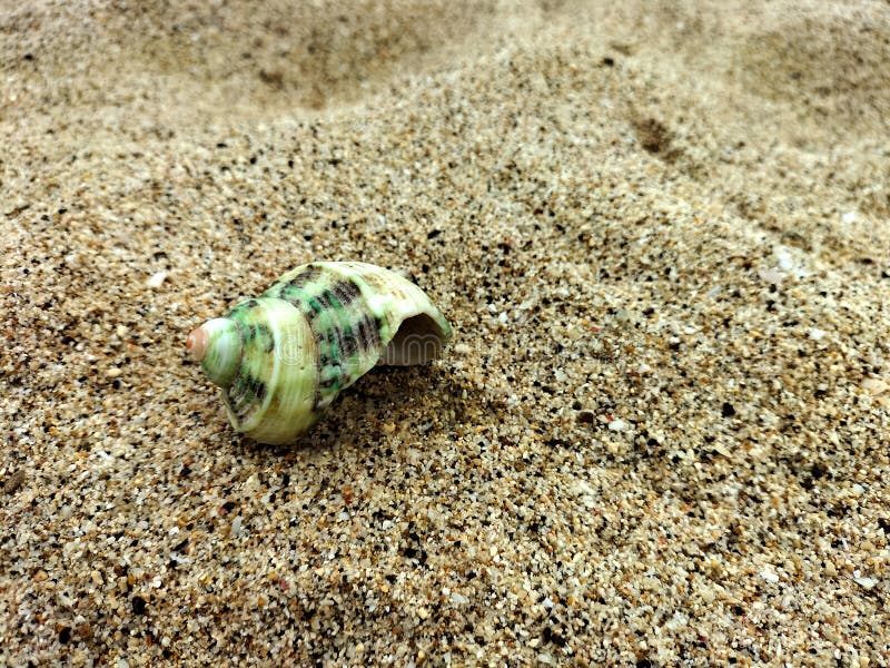 Seashells Resting on Coarse Sand Stock Image - Image of sand, seashells ...
