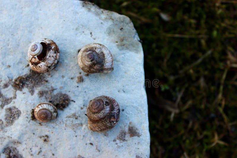 Seashells stock photo. Image of happiness, season, rock - 68245464