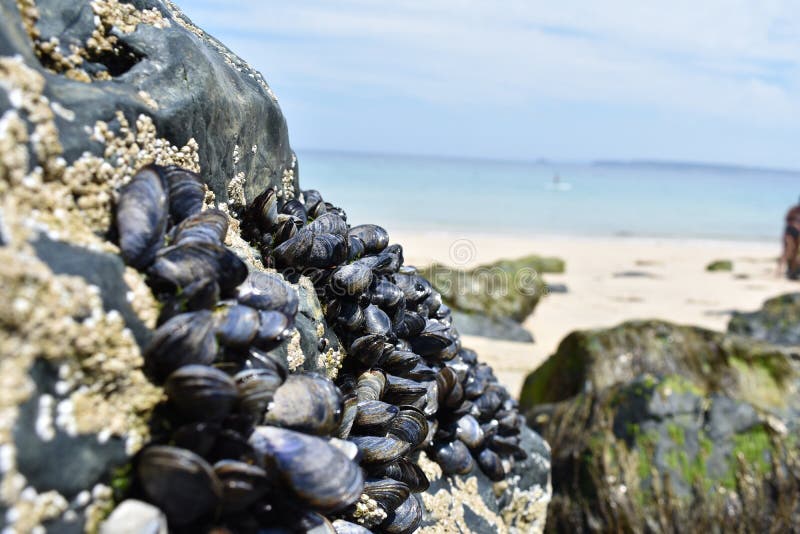 Seashells on the rock stock image. Image of cloudy, sandy - 122339439