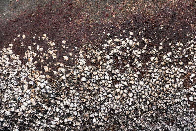 Seashells on a rock stock image. Image of life, dead - 126861649