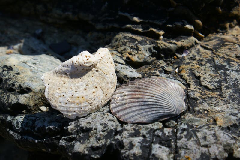Seashells on a Rock on a Sunny Beach. Two Seashells Background. Stock ...