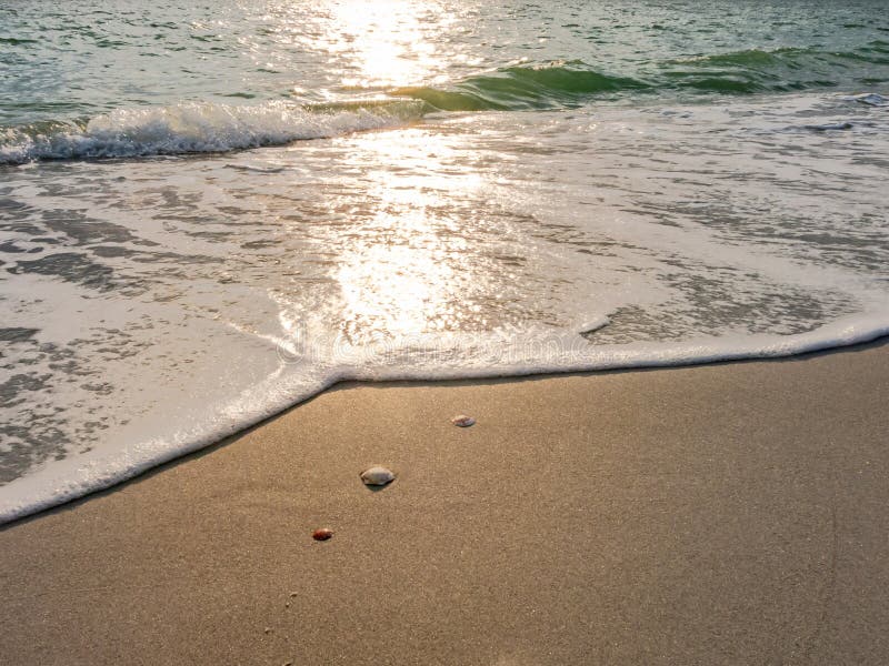 Seashells and Rolling Waves - Coastal Tranquility Stock Photo - Image ...