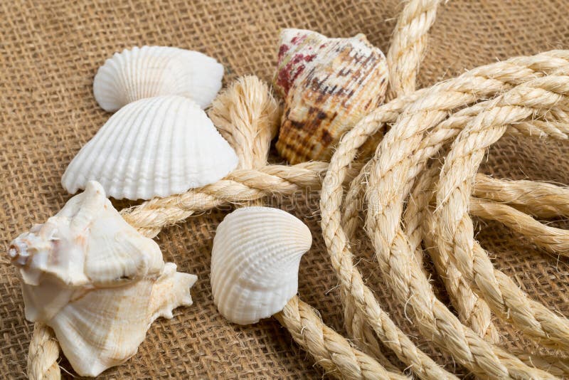 Seashells with Rope on Brown Burlap Cloth Stock Photo - Image of marine ...
