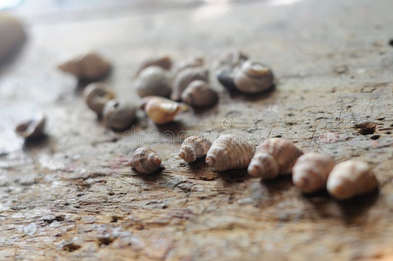 Seashells on Rustic Wood Surface in Soft Natural Light Stock Photo ...