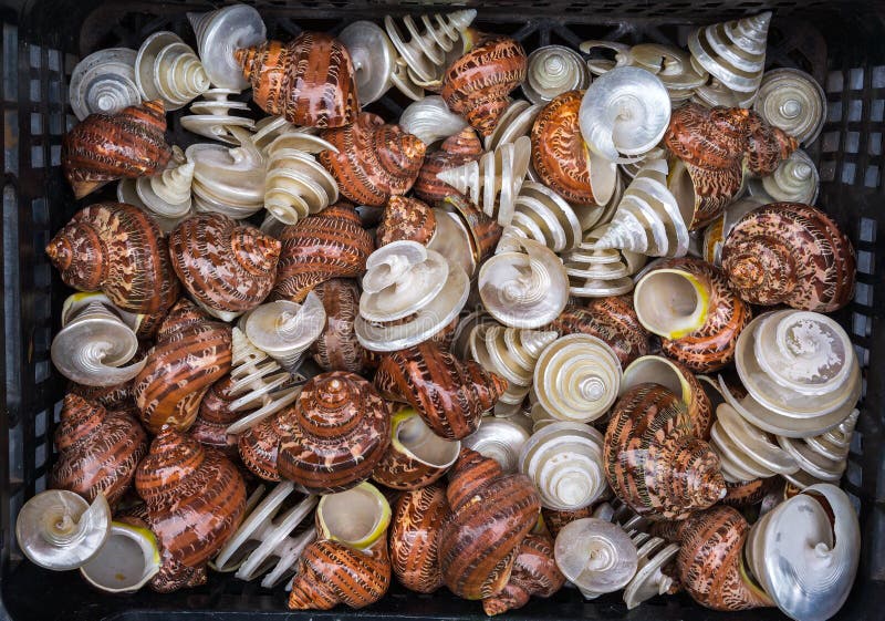 Seashells for sale. stock image. Image of market, marine - 25836501
