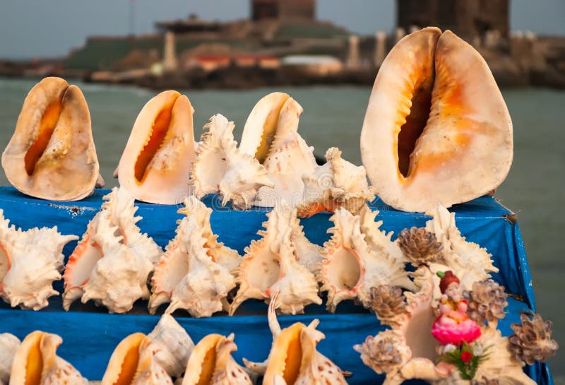 Seashells for sale. stock image. Image of market, marine - 25836501