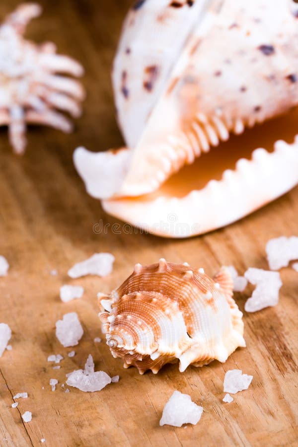 Seashells and salt stock photo. Image of background, procedure - 15896930