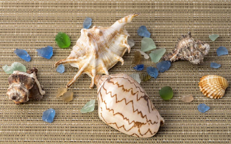 Seashells. stock image. Image of species, marine, conch - 89326227