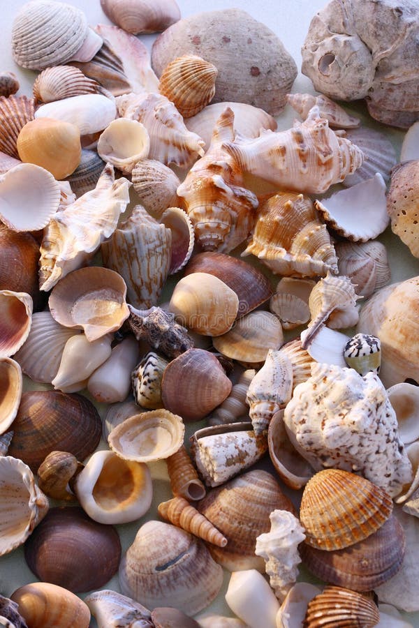 Seashells on the sand stock image. Image of beautiful - 12712985