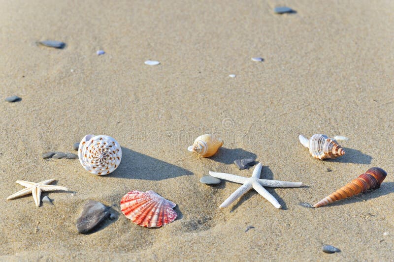 Sea shells on sand stock image. Image of sand, shell - 16635497