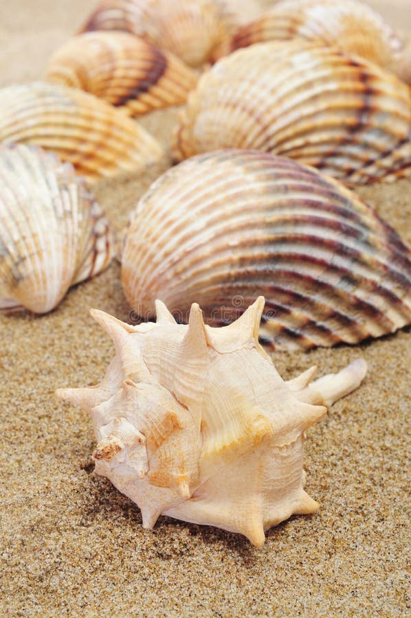 Seashells on the sand stock photo. Image of natural, bivalve - 19557252