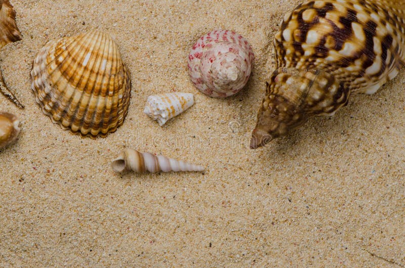Seashells on the sand stock image. Image of shape, bivalve - 25487599