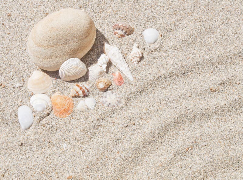 Seashells in sand stock image. Image of pattern, nature - 25739067