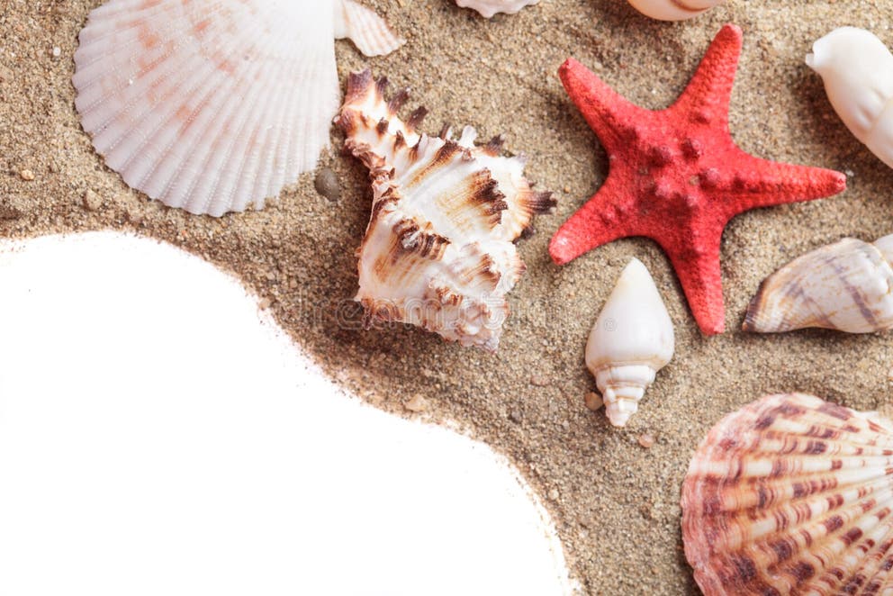 Seashells on the sand stock photo. Image of shell, concept - 25849266