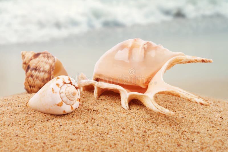 Seashells in sand stock photo. Image of seashore, copy - 27547374