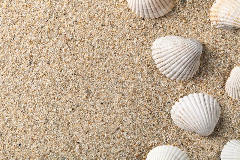 Seashells on the sand stock image. Image of collection - 27931387