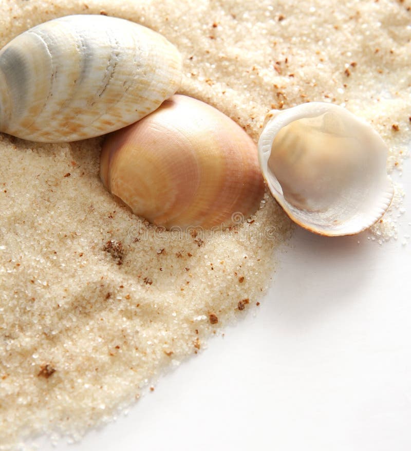 Seashells and sand stock photo. Image of brown, sandy - 6655752