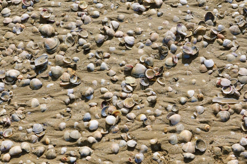Seashells on the sand stock photo. Image of natural, bivalve - 19557252