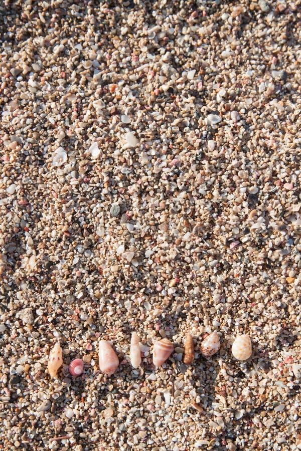 Seashells on sand stock image. Image of sand, ocean, texture - 57410425