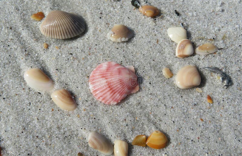 Seashells on Sand Background, Closeup Stock Image - Image of patterns ...
