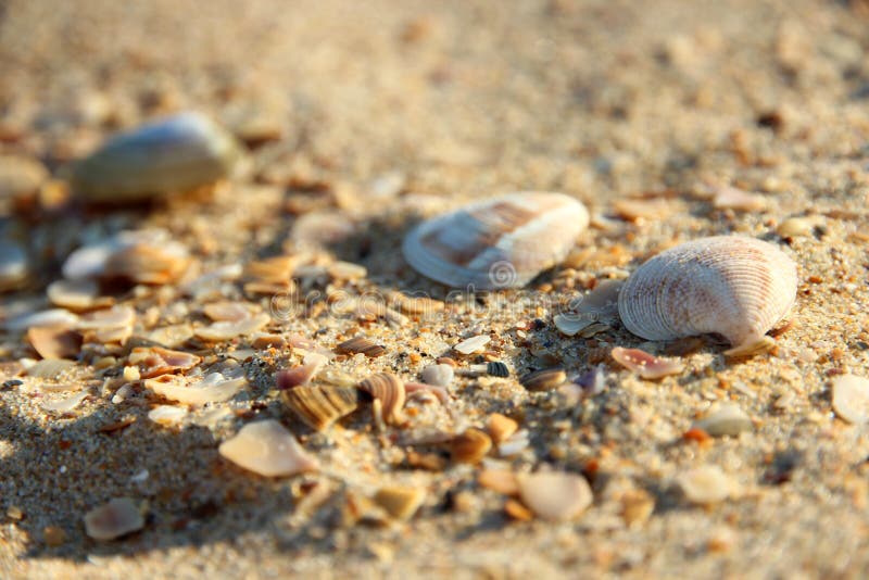 Seashells in the sand stock photo. Image of stones, beach - 69147360