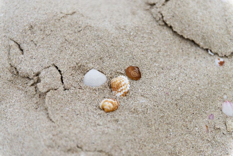 Seashells in the Sand on the Beach Stock Photo - Image of seashell ...