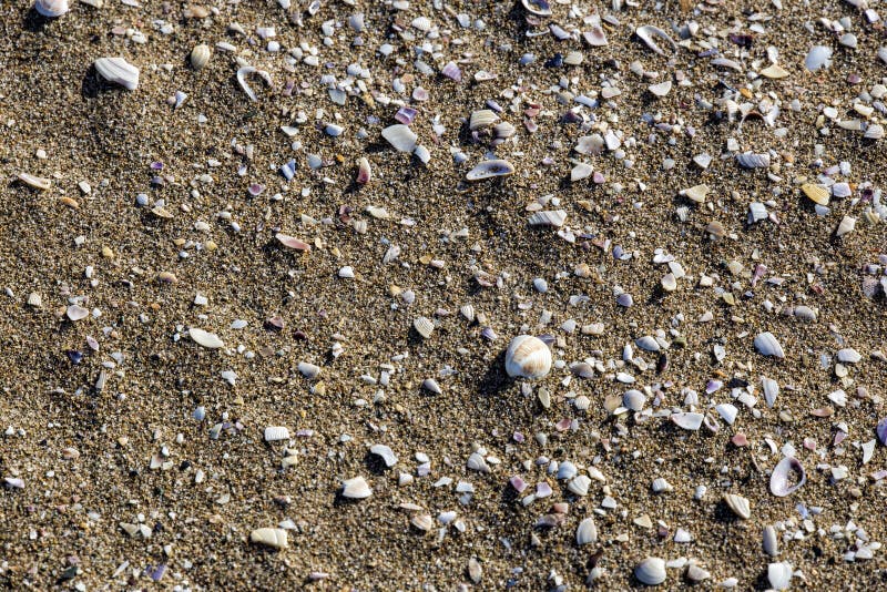 Seashells and Sand on Beach Stock Photo - Image of seashells, rocks ...