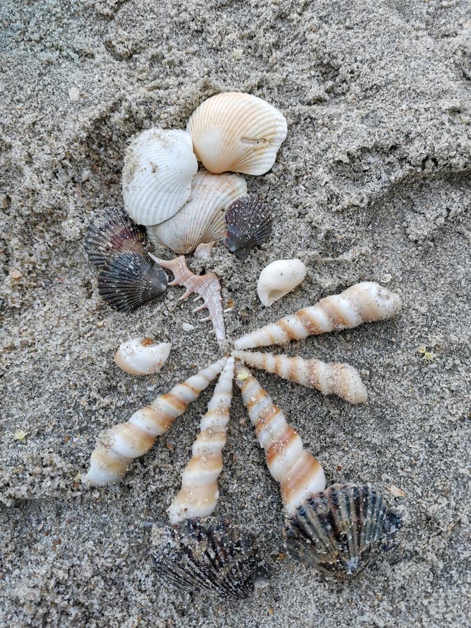 Seashells on the sand stock photo. Image of natural, bivalve - 19557252