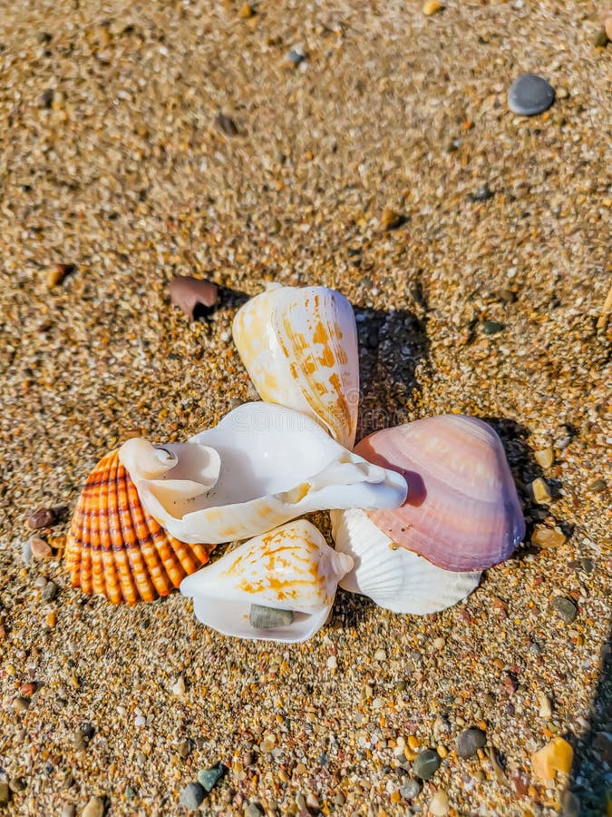 Seashells on the Sand at the Beach Stock Image - Image of plant ...