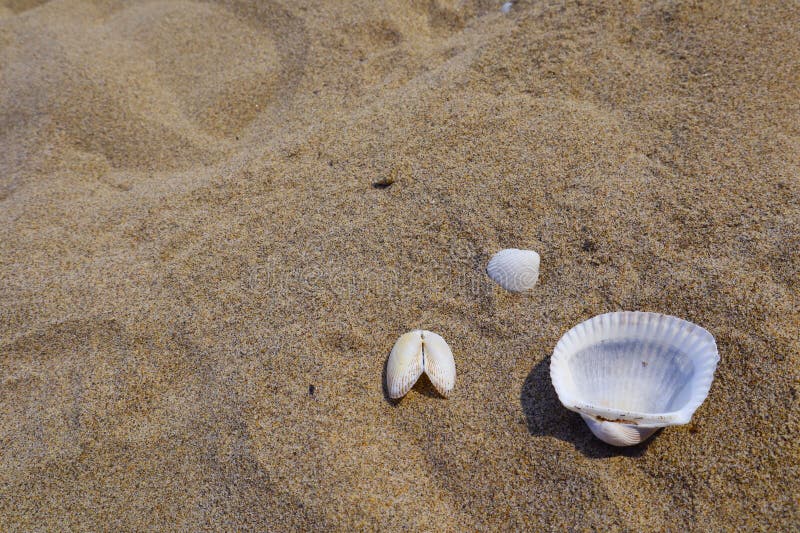 Seashells on the Sand of the Beach. Stock Photo - Image of holiday ...