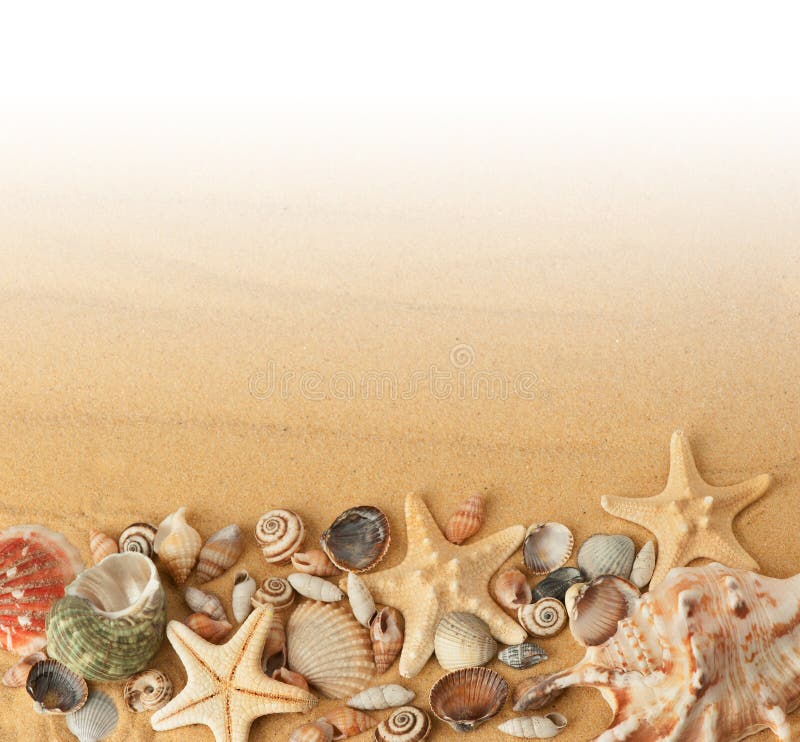 Seashells on the sand stock photo. Image of natural, bivalve - 19557252